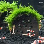 エビ飼育の第一歩・水槽の選び方＜Shrimp Style #1＞ | AQUALASSIC