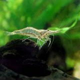 そっくり！このエビの種類ってなに？ | AQUALASSIC