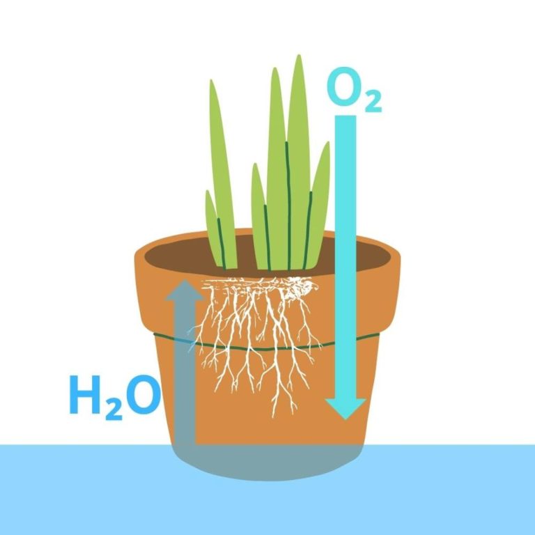 意外と簡単！はじめての水辺植物の育て方 | AQUALASSIC