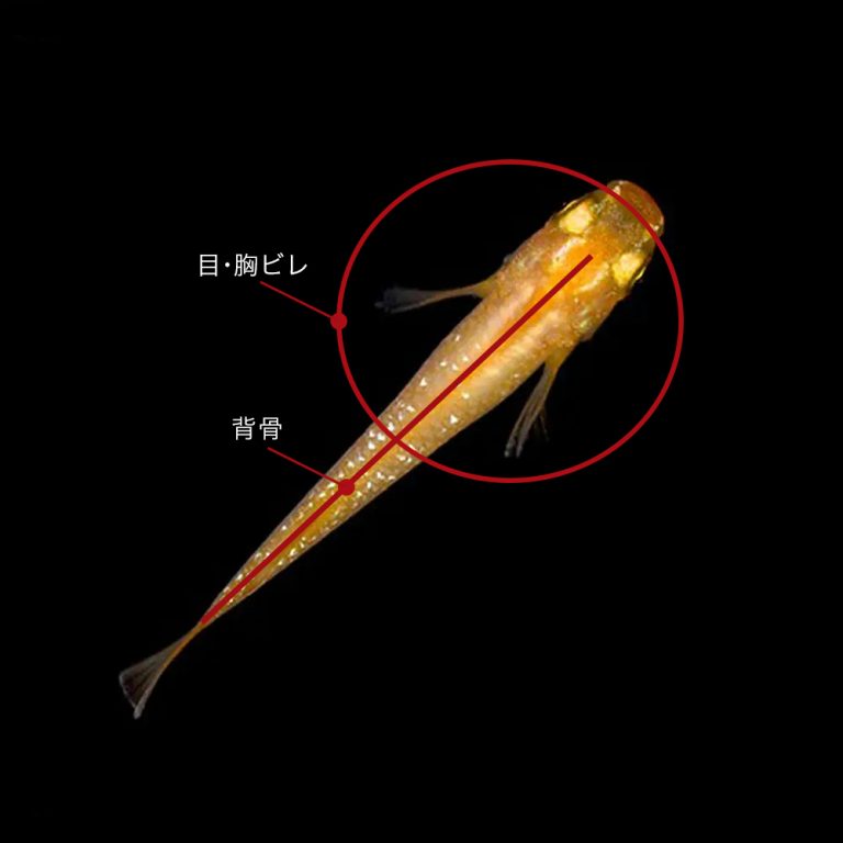 5分でわかる！メダカの稚魚の選別方法＜メダカの教室3限目＞ | AQUALASSIC