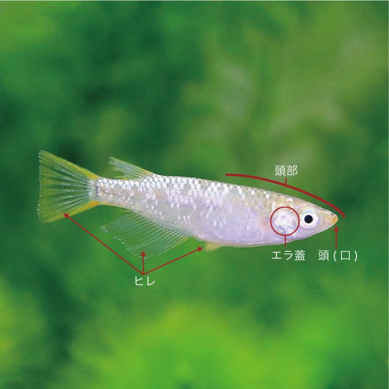 5分でわかる！メダカの稚魚の選別方法＜メダカの教室3限目＞ | AQUALASSIC