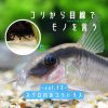 コリから目線でモノを言う vol.13 ネグロ川のコリドラス | AQUALASSIC