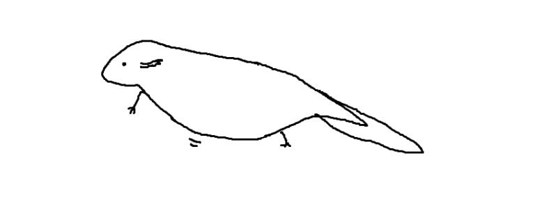 ウーパールーパーの体調不良と対応 | AQUALASSIC