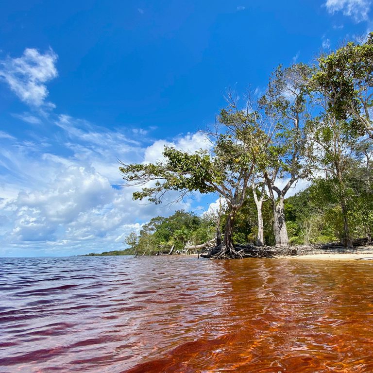 コリから目線でモノを言う vol.13 ネグロ川のコリドラス | AQUALASSIC