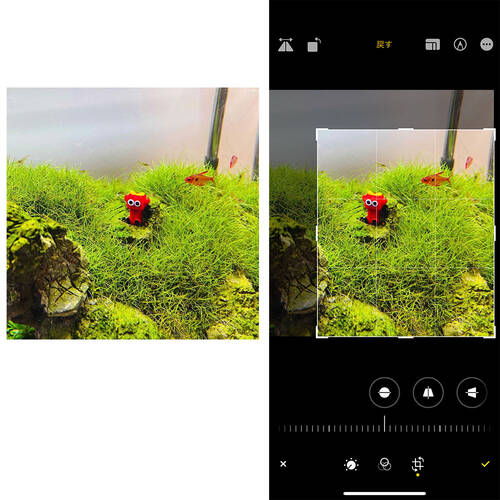 水草のトリミング方法について 必要な物・タイミング・トリミング後のケアまで解説！ | AQUALASSIC