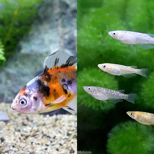 水槽に凍ったペットボトルを入れないで！ | AQUALASSIC