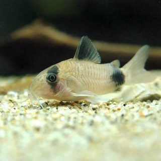 クセ強め！いろいろな角度から見た珍しい熱帯魚15選＜珍魚特集＞ | AQUALASSIC