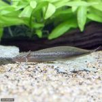 クセ強め！いろいろな角度から見た珍しい熱帯魚15選＜珍魚特集＞ | AQUALASSIC