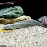 クセ強め！いろいろな角度から見た珍しい熱帯魚15選＜珍魚特集＞ | AQUALASSIC