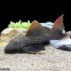 クセ強め！いろいろな角度から見た珍しい熱帯魚15選＜珍魚特集＞ | AQUALASSIC