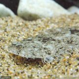 クセ強め！いろいろな角度から見た珍しい熱帯魚15選＜珍魚特集＞ | AQUALASSIC