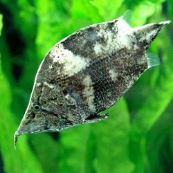 飼い込む楽しさを味わおう！30cm水槽で単独飼育がおすすめな熱帯魚9選 | AQUALASSIC