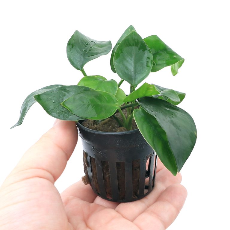 水草って花を咲かせるの？ | AQUALASSIC