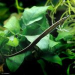 クセ強め！いろいろな角度から見た珍しい熱帯魚15選＜珍魚特集＞ | AQUALASSIC