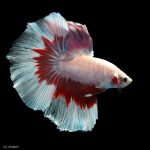 クセ強め！いろいろな角度から見た珍しい熱帯魚15選＜珍魚特集＞ | AQUALASSIC