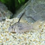 コリから目線でモノを言う vol.18 ヒレが伸び～るコリドラス | AQUALASSIC