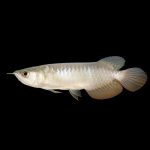 クセ強め！いろいろな角度から見た珍しい熱帯魚15選＜珍魚特集＞ | AQUALASSIC