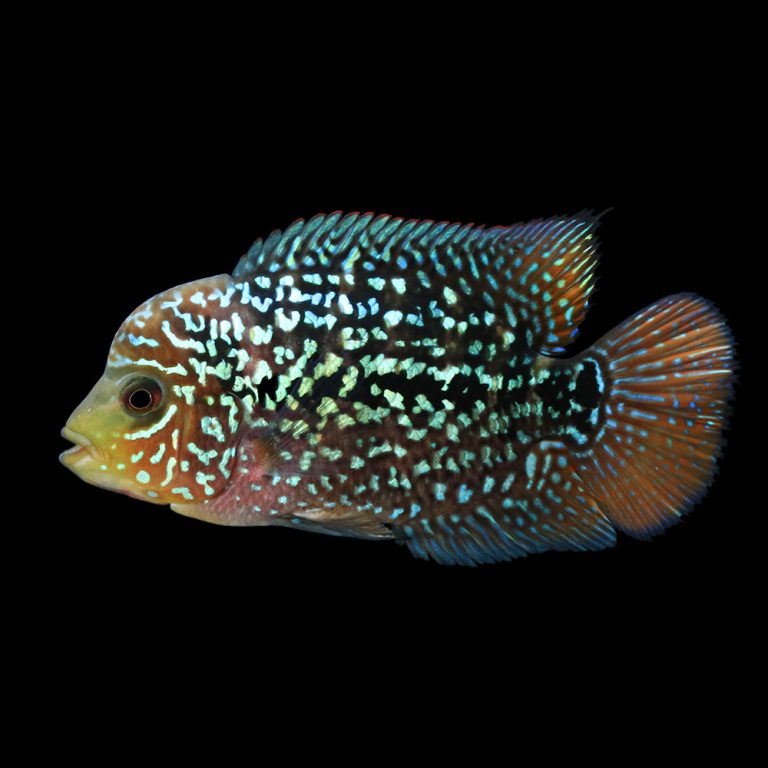 クセ強め！いろいろな角度から見た珍しい熱帯魚15選＜珍魚特集＞ | AQUALASSIC