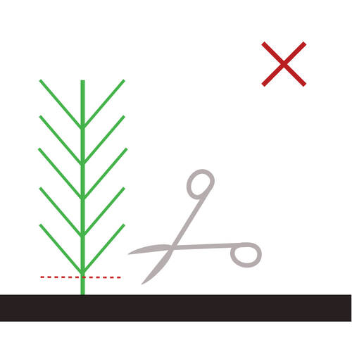 水草のトリミング方法について 必要な物・タイミング・トリミング後のケアまで解説！ | AQUALASSIC