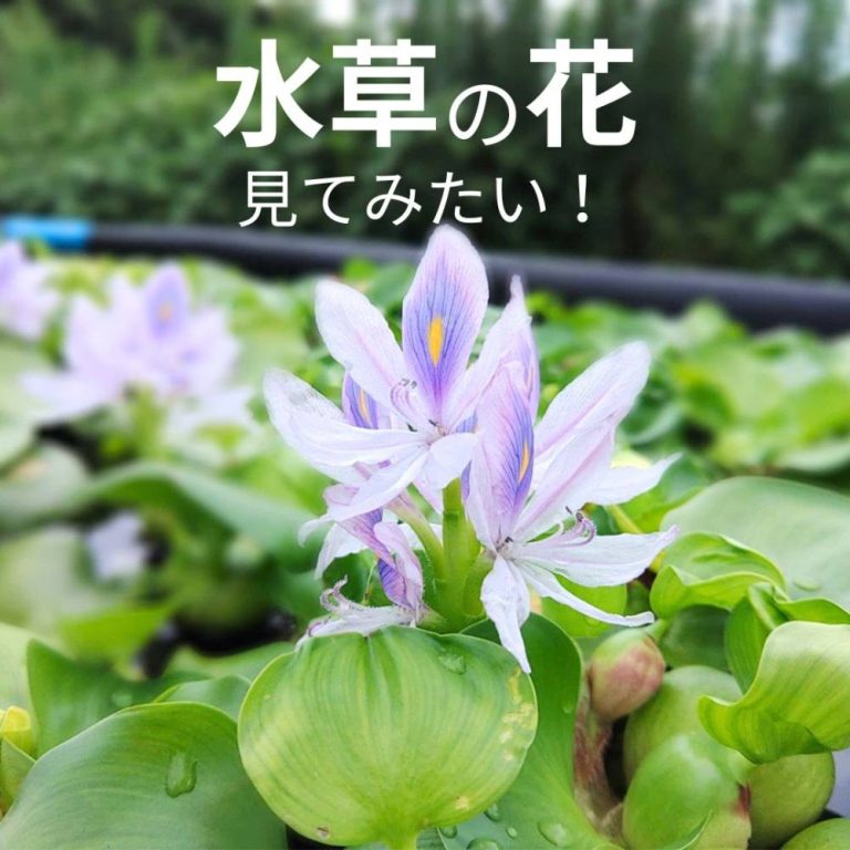 水草って花を咲かせるの？ | AQUALASSIC