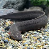 クセ強め！いろいろな角度から見た珍しい熱帯魚15選＜珍魚特集＞ | AQUALASSIC