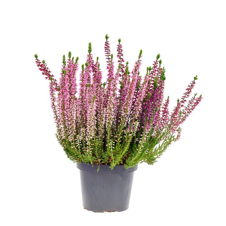 ブラックウォーターってなに？ | AQUALASSIC