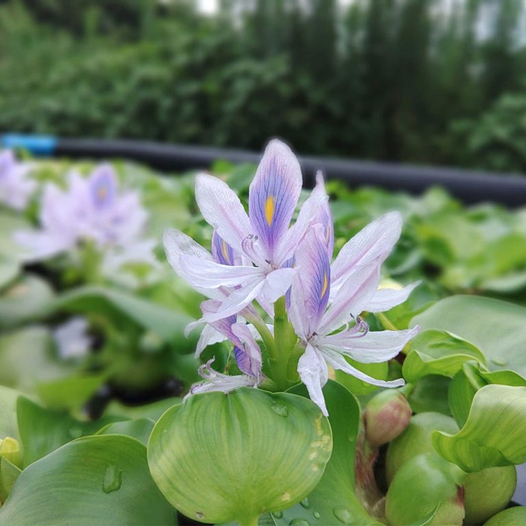 水草って花を咲かせるの？ | AQUALASSIC