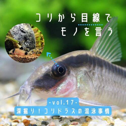 AQUALASSIC（アクアラシック） | ページ 17