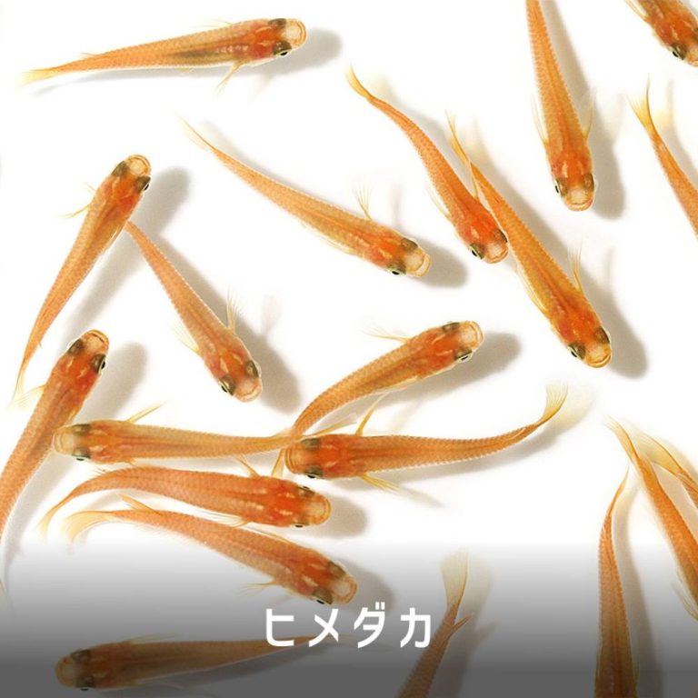 5分でわかる！メダカの稚魚の選別方法＜メダカの教室3限目＞ | AQUALASSIC