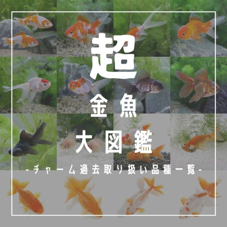 5分でわかる！症状から判別できる金魚の病気＜金魚の教室3限目＞ | AQUALASSIC