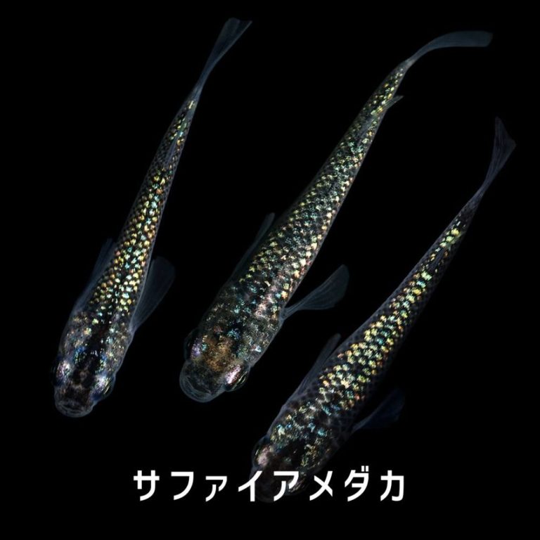 5分でわかる！メダカの稚魚の選別方法＜メダカの教室3限目＞ | AQUALASSIC