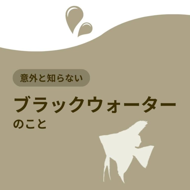 ブラックウォーターってなに？ | AQUALASSIC