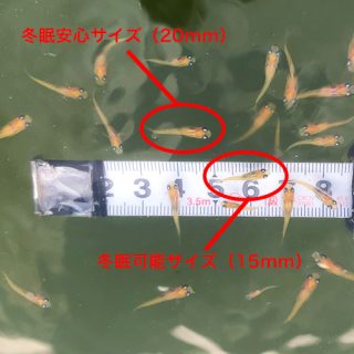 5分でわかる！屋内飼育のメダカ、あえて冬眠させない冬対策＜メダカの教室15限目＞ | AQUALASSIC