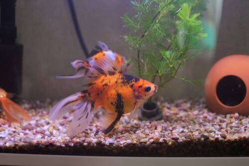 5分でわかる！金魚の行動・しぐさの意味＜金魚の教室4限目＞ | AQUALASSIC