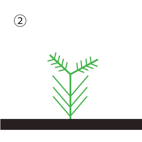 水草のトリミング方法について 必要な物・タイミング・トリミング後のケアまで解説！ | AQUALASSIC