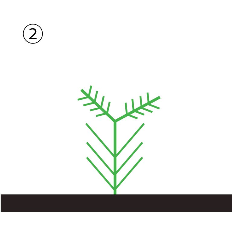 水草のトリミング方法について 必要な物・タイミング・トリミング後のケアまで解説！ | AQUALASSIC