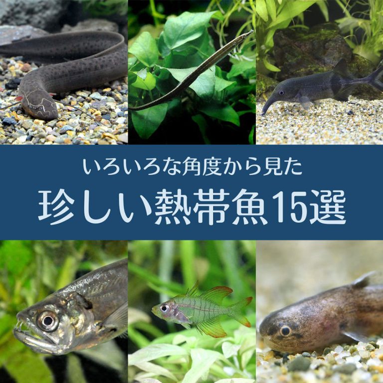 超プレコ大図鑑 | AQUALASSIC