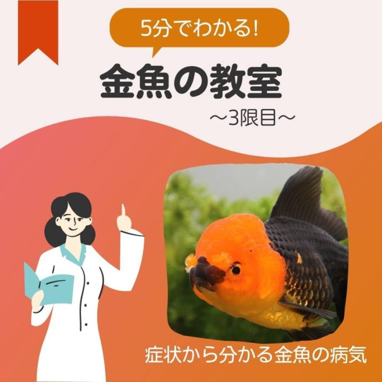 5分でわかる！症状から判別できる金魚の病気＜金魚の教室3限目＞ | AQUALASSIC