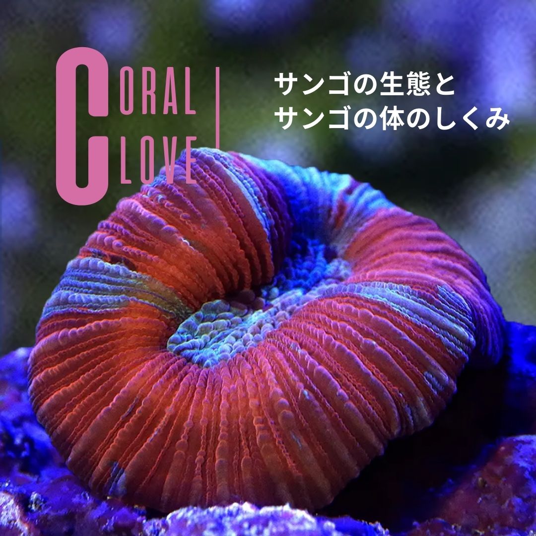 AQUALASSIC（アクアラシック） | ページ 16