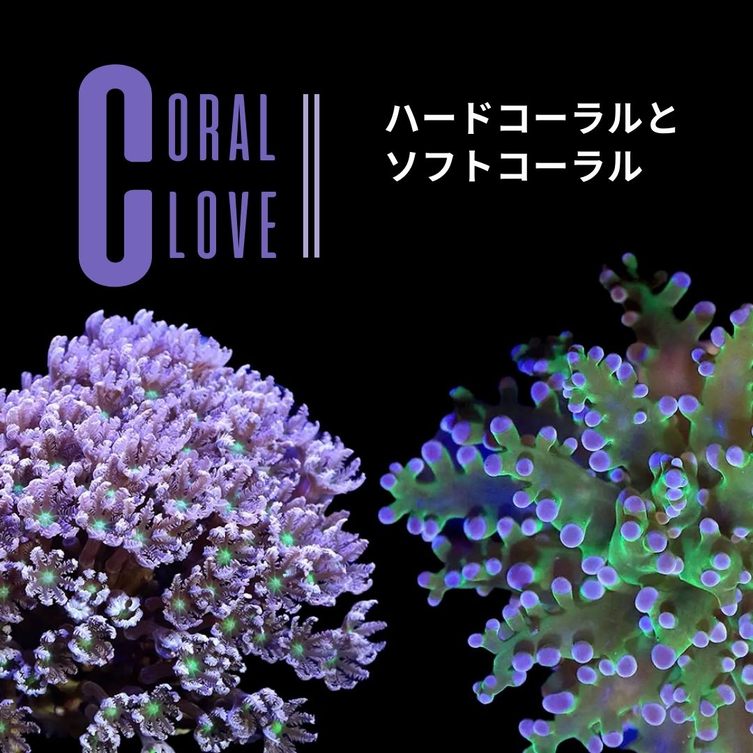 AQUALASSIC（アクアラシック） | ページ 10