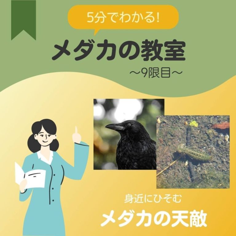 5分でわかる！メダカの稚魚の選別方法＜メダカの教室3限目＞ | AQUALASSIC