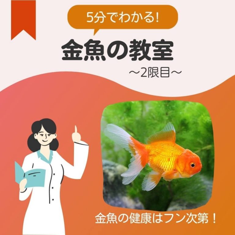 5分でわかる！症状から判別できる金魚の病気＜金魚の教室3限目＞ | AQUALASSIC