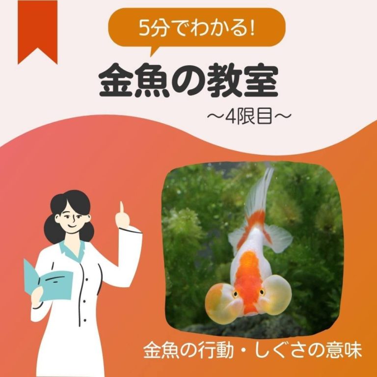 5分でわかる！金魚の尾ビレの魅力＜金魚の教室6限目＞ | AQUALASSIC
