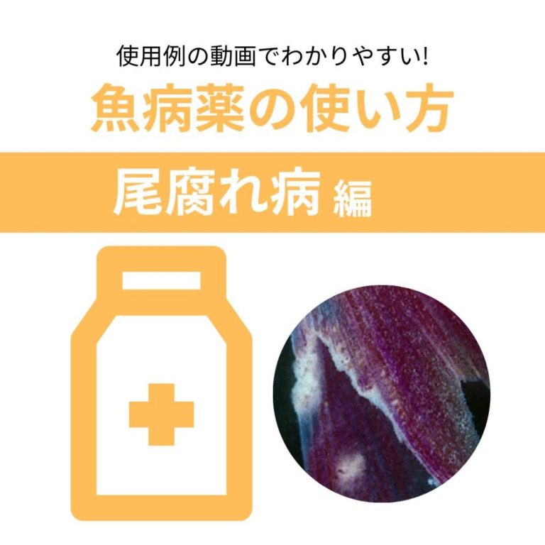 5分でわかる！金魚の尾ビレの魅力＜金魚の教室6限目＞ | AQUALASSIC