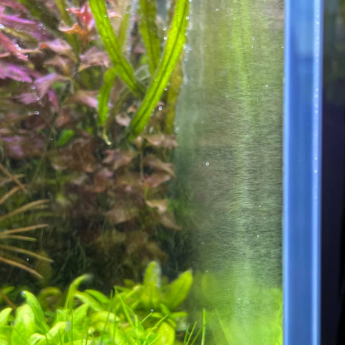 5分でわかる！金魚水槽のコケ対策＜金魚の教室8限目＞ | AQUALASSIC