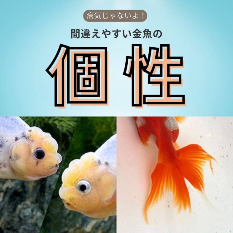 5分でわかる！金魚の尾ビレの魅力＜金魚の教室6限目＞ | AQUALASSIC
