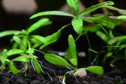 5分でわかる！メダカ飼育初心者失敗あるある（後編）＜メダカの教室14限目＞ | AQUALASSIC