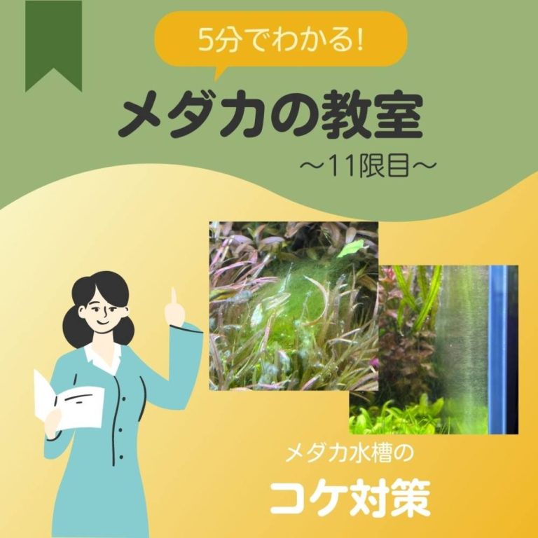 5分でわかる！メダカ水槽のコケ対策＜メダカの教室11限目＞ | AQUALASSIC