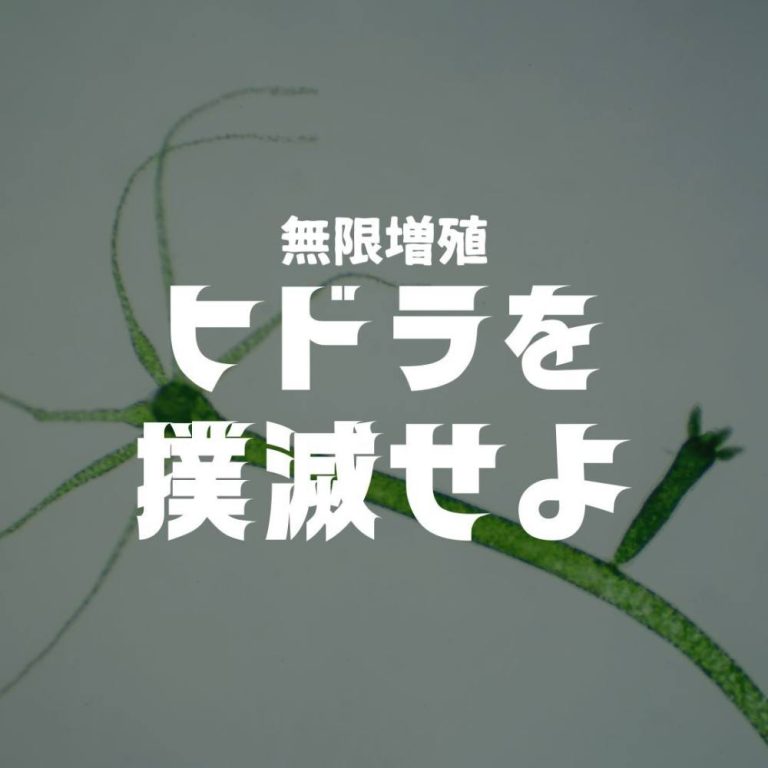 稚魚・稚エビを狙う水槽の怪物「ヒドラ」って？ | AQUALASSIC