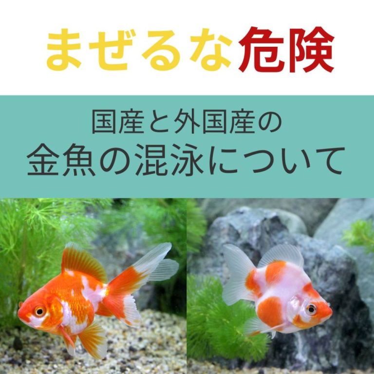 5分でわかる！症状から判別できる金魚の病気＜金魚の教室3限目＞ | AQUALASSIC